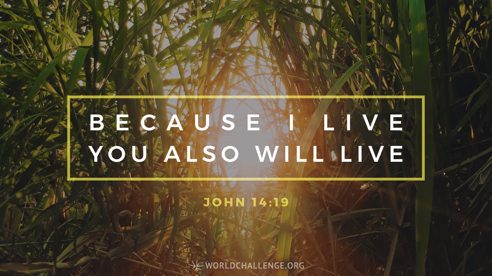 John 14:18-20 | worldchallenge.org