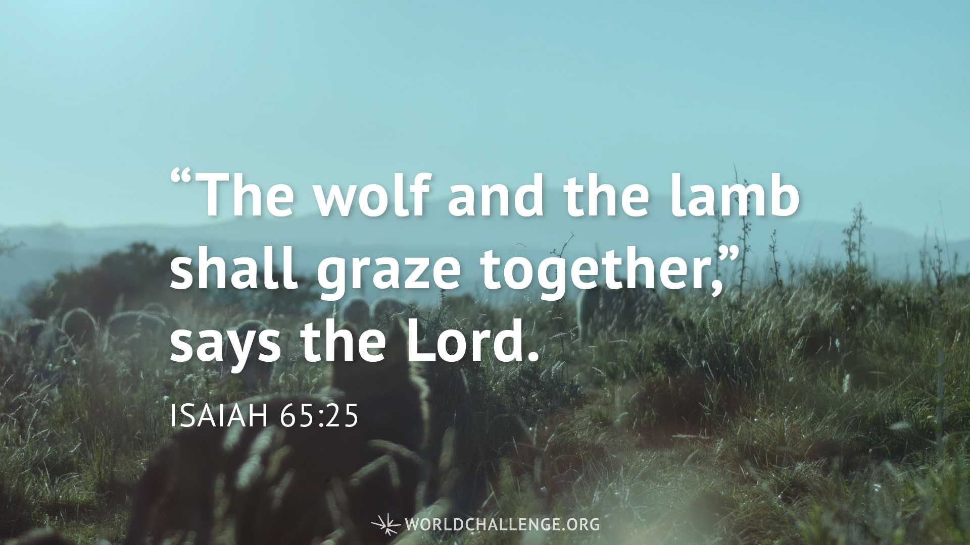 Isaiah 65 25 Worldchallenge Isaiah 65 25 Worldchallenge